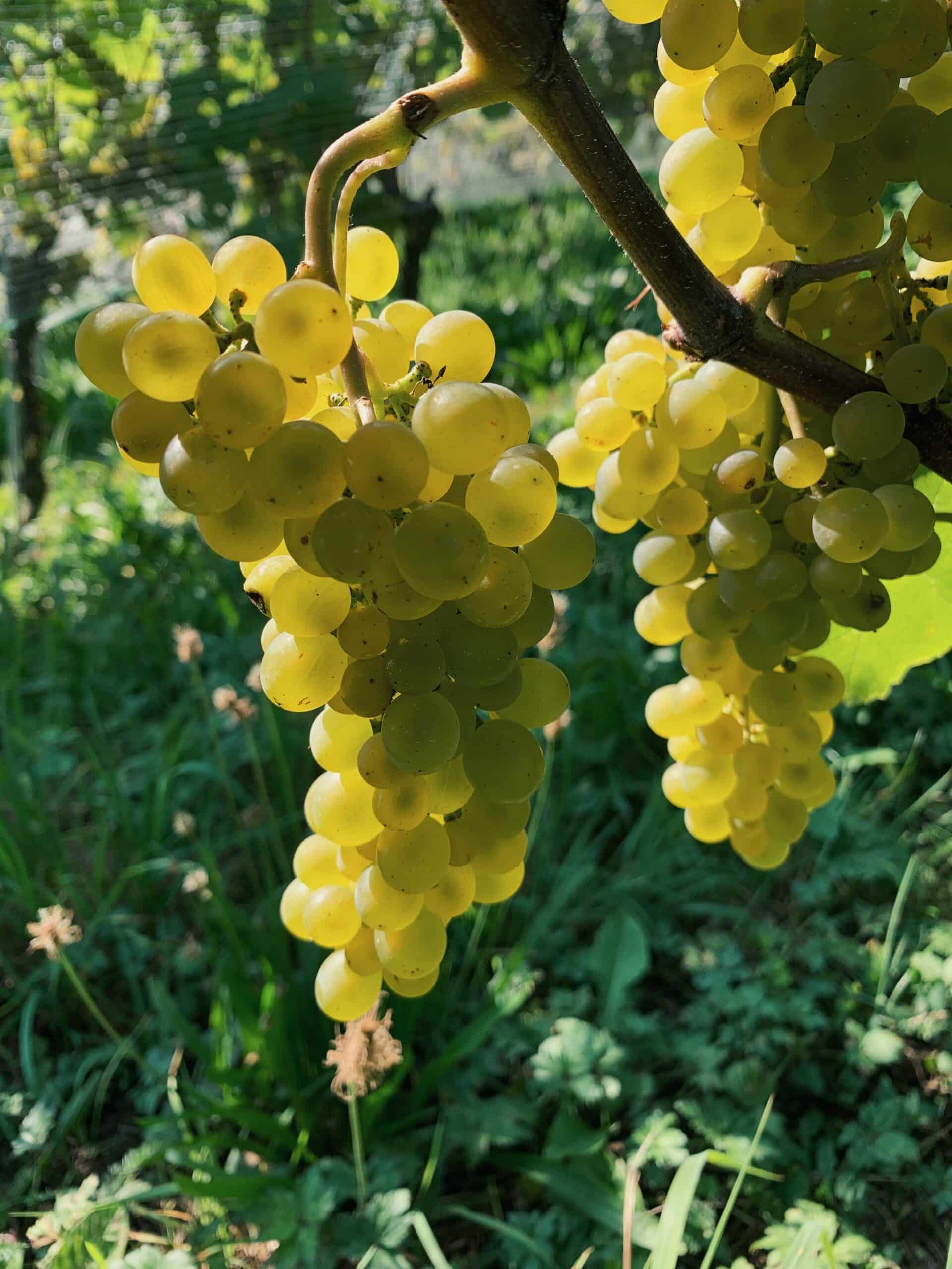 « Le vin est la réponse de la terre au soleil » | Domaine de Chambleau